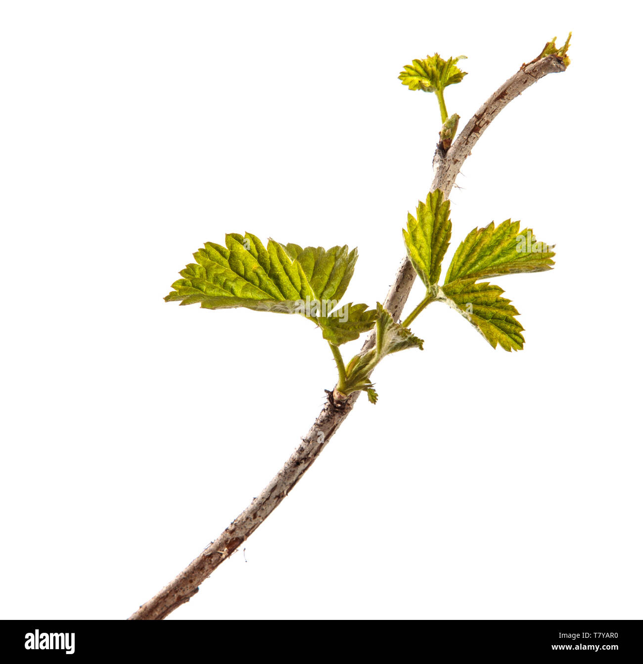 raspberry bush with young green leaves. isolated on white Stock Photo ...