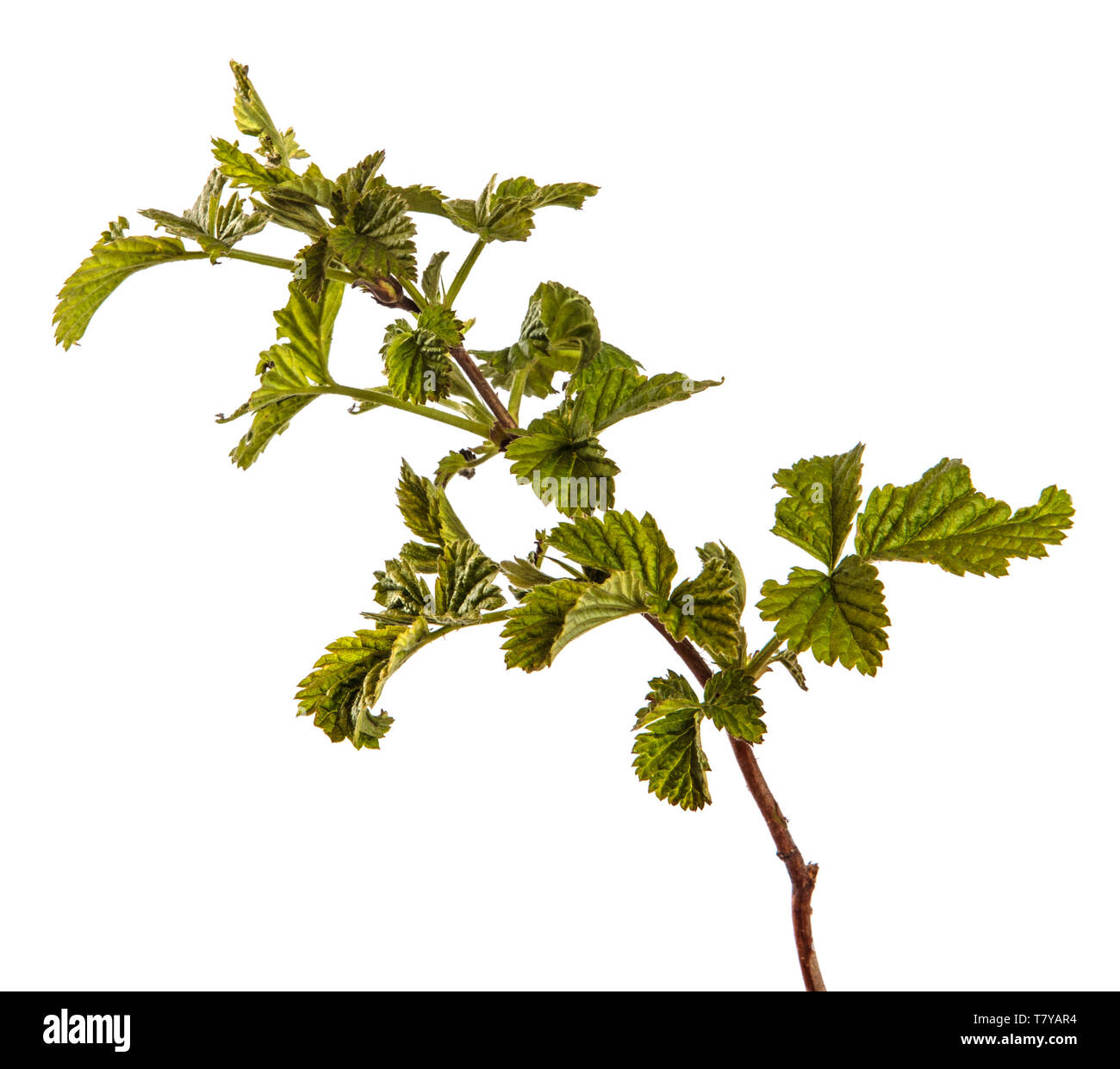 raspberry bush with young green leaves. isolated on white Stock Photo ...