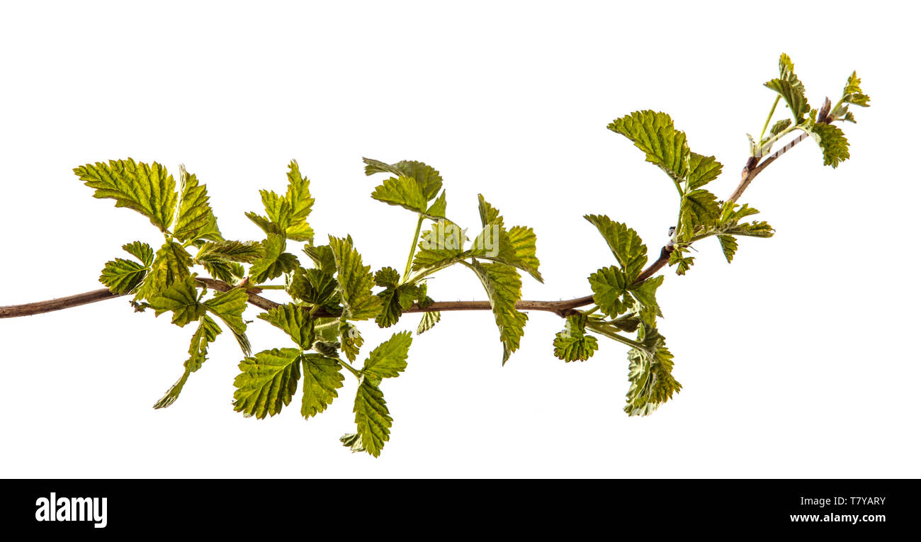 raspberry bush with young green leaves. isolated on white Stock Photo ...