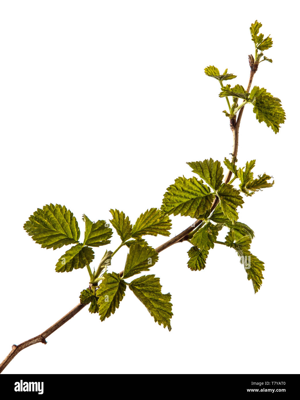raspberry bush with young green leaves. isolated on white Stock Photo ...