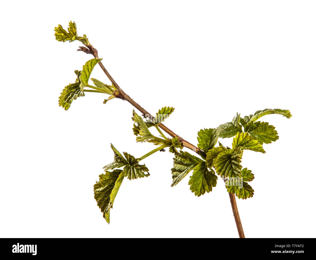 raspberry bush with young green leaves. isolated on white Stock Photo ...