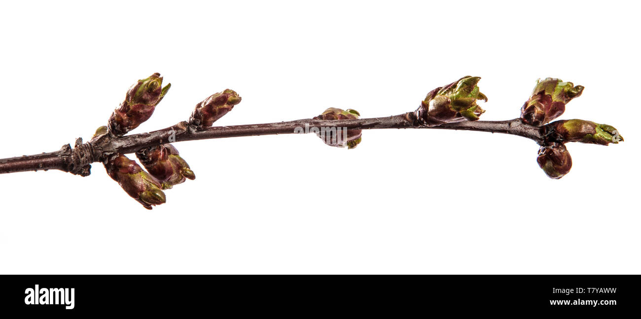branch of cherry tree with swollen buds blooming. isolated on white ...