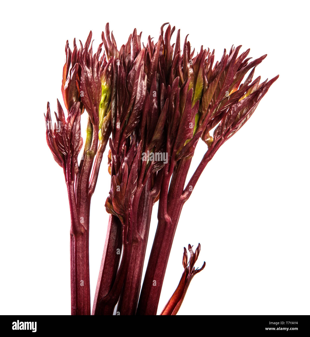 young sprouts peony flowers. isolated on white Stock Photo - Alamy