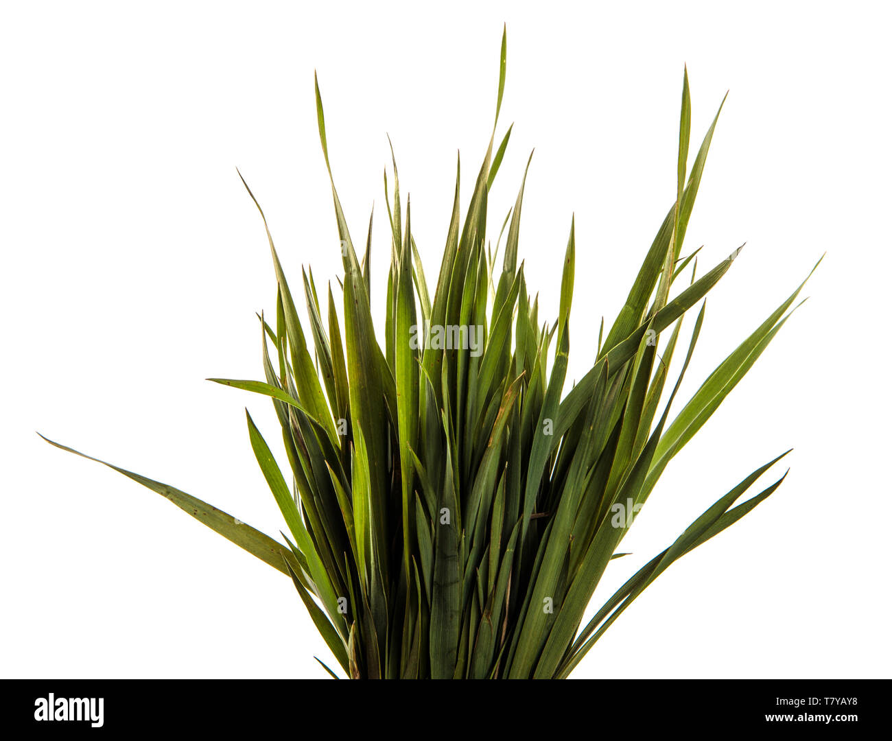 bunch of young green grass. isolated on white Stock Photo - Alamy