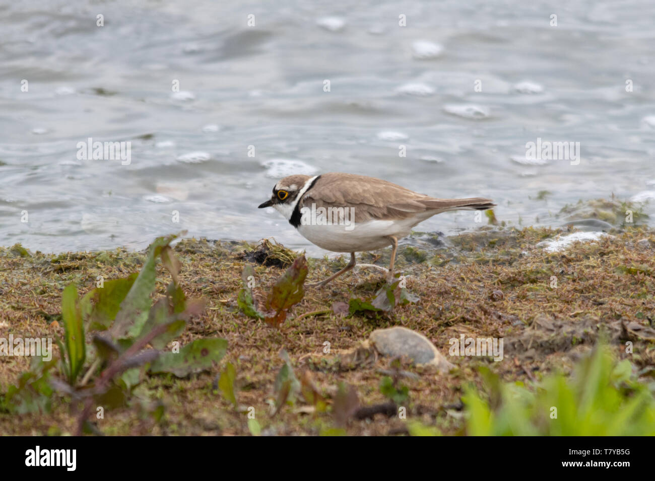 Little ringed plover (Charadrius dubius), a small plover bird walking ...