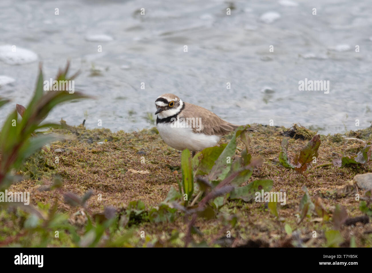 Little ringed plover (Charadrius dubius), a small plover bird walking ...