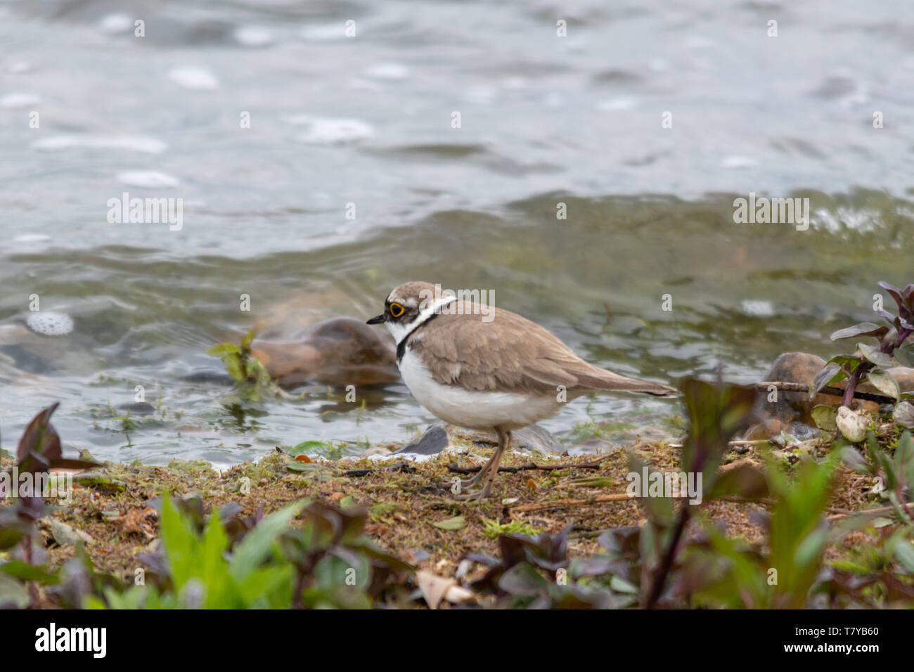 Little ringed plover (Charadrius dubius), a small plover bird walking ...