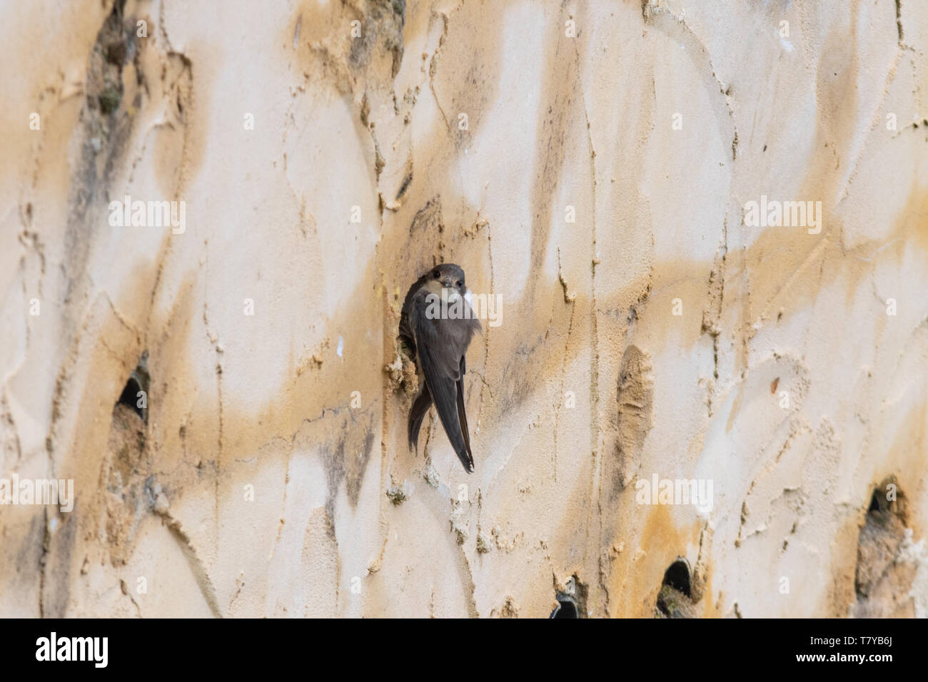 Sand martin uk nest hi-res stock photography and images - Alamy