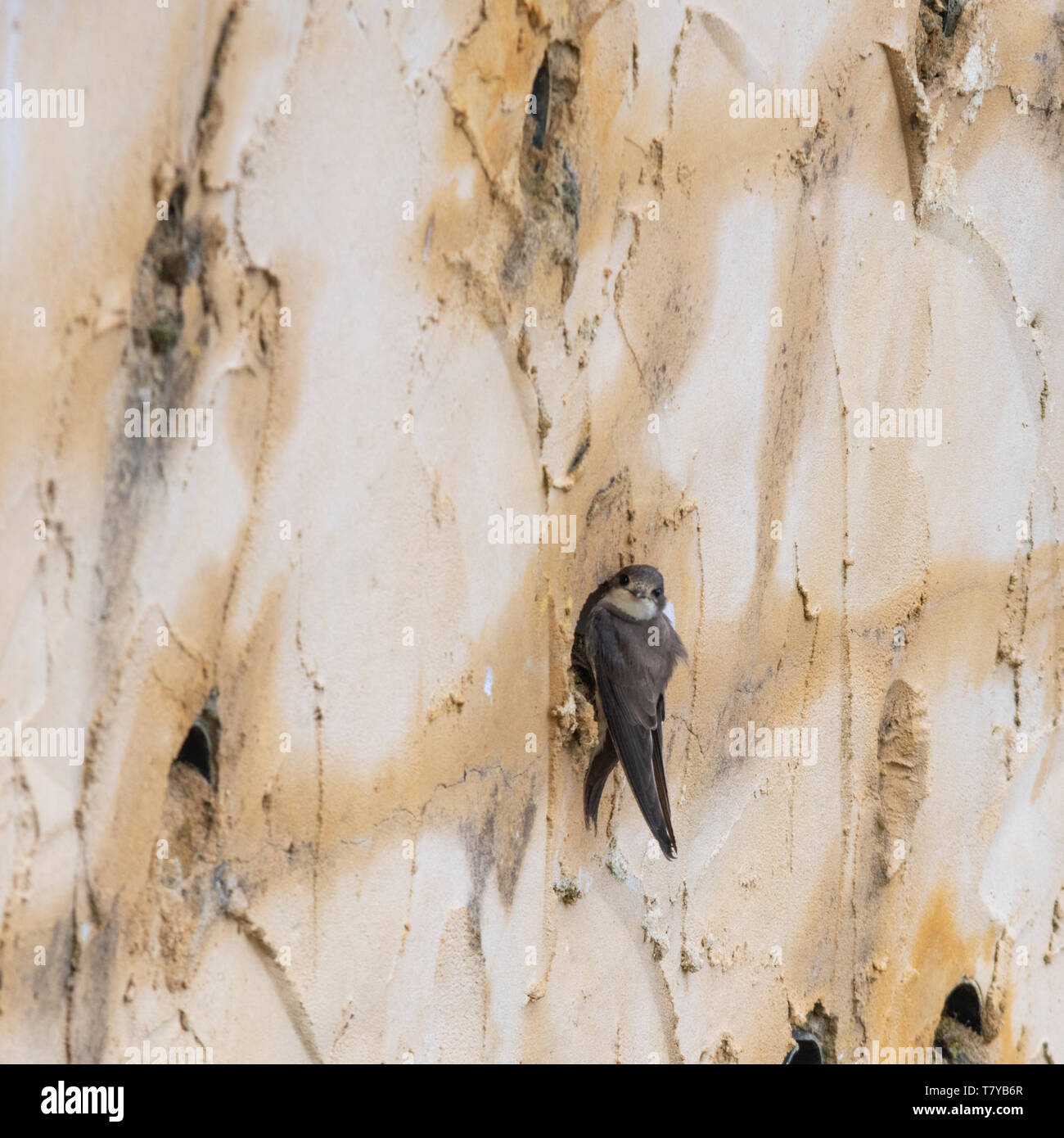 Sand martin (Riparia riparia) bird at its nest hole in an artificial ...