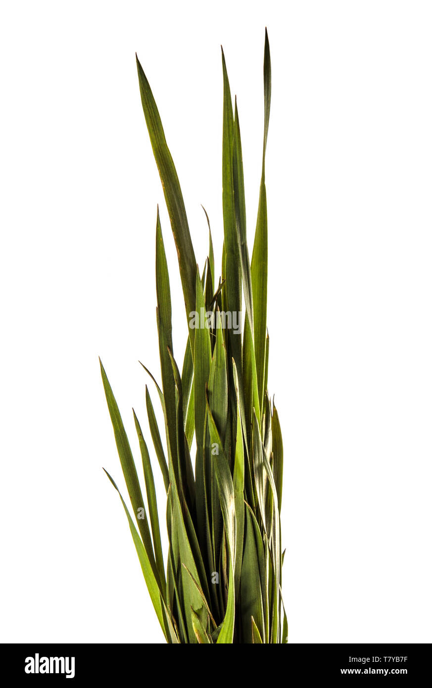 bunch of young green grass. isolated on white Stock Photo - Alamy