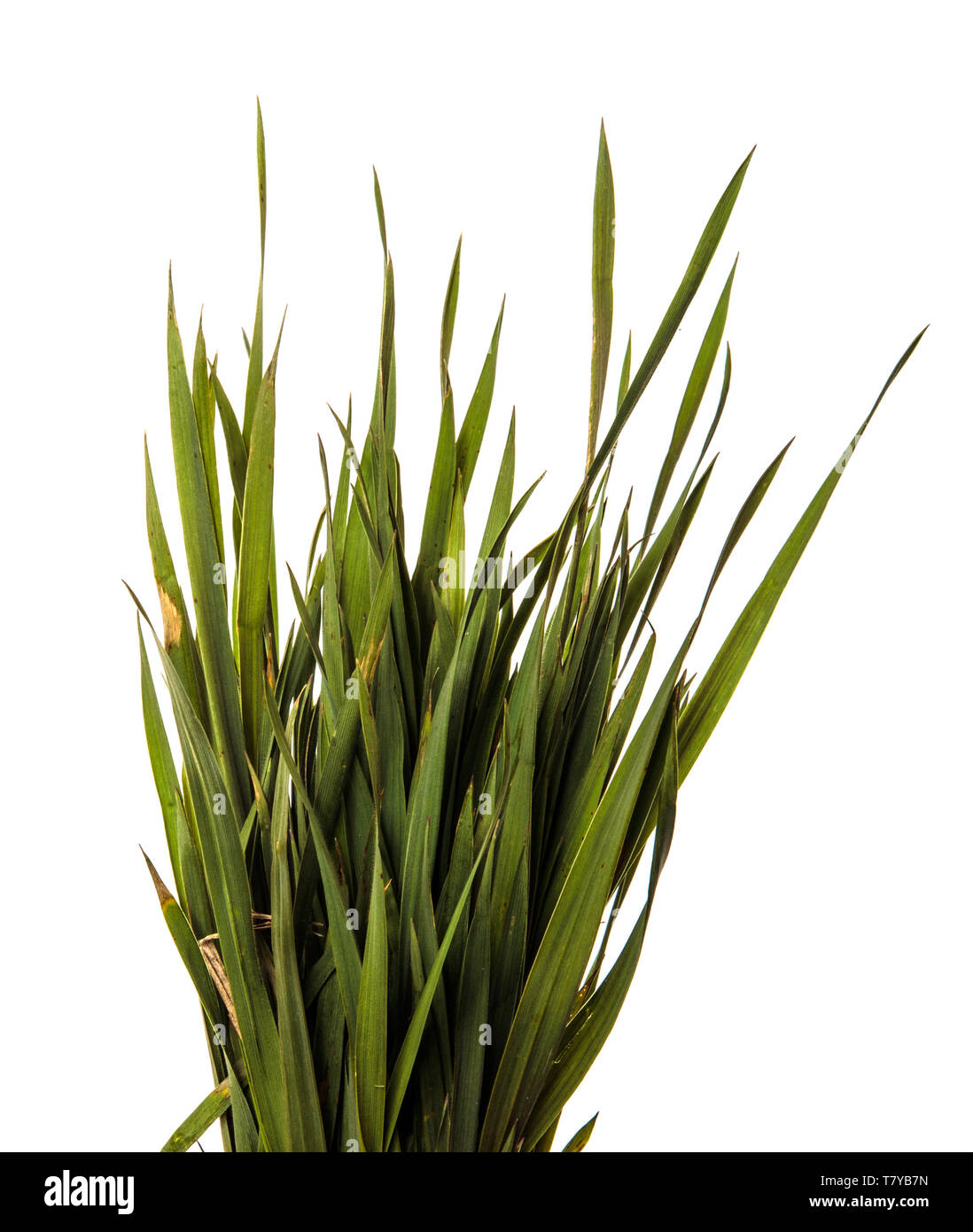 bunch of young green grass. isolated on white Stock Photo - Alamy