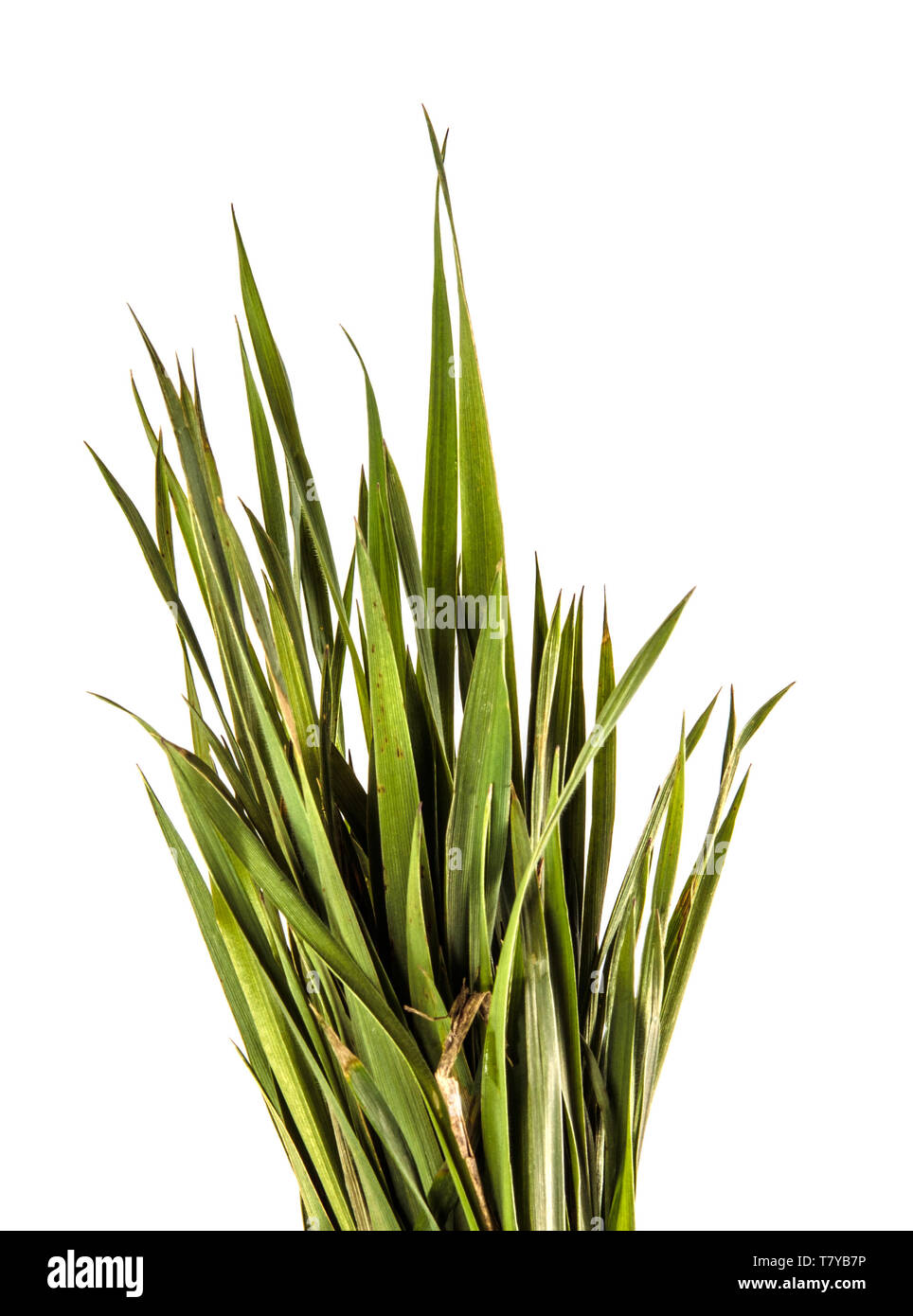 Grass bundle hi-res stock photography and images - Alamy