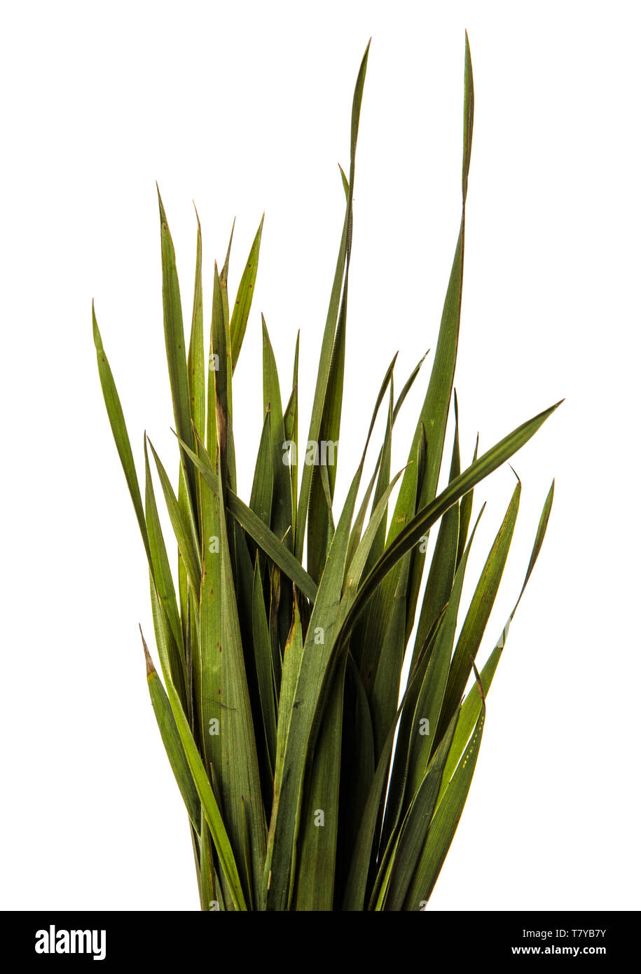 bunch of young green grass. isolated on white Stock Photo - Alamy