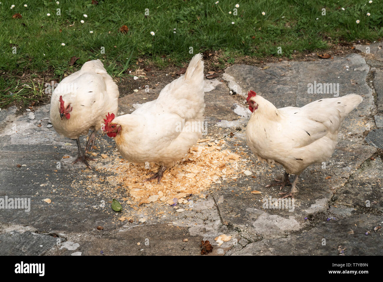 Group of three white hens eating on outdoor Stock Photo - Alamy