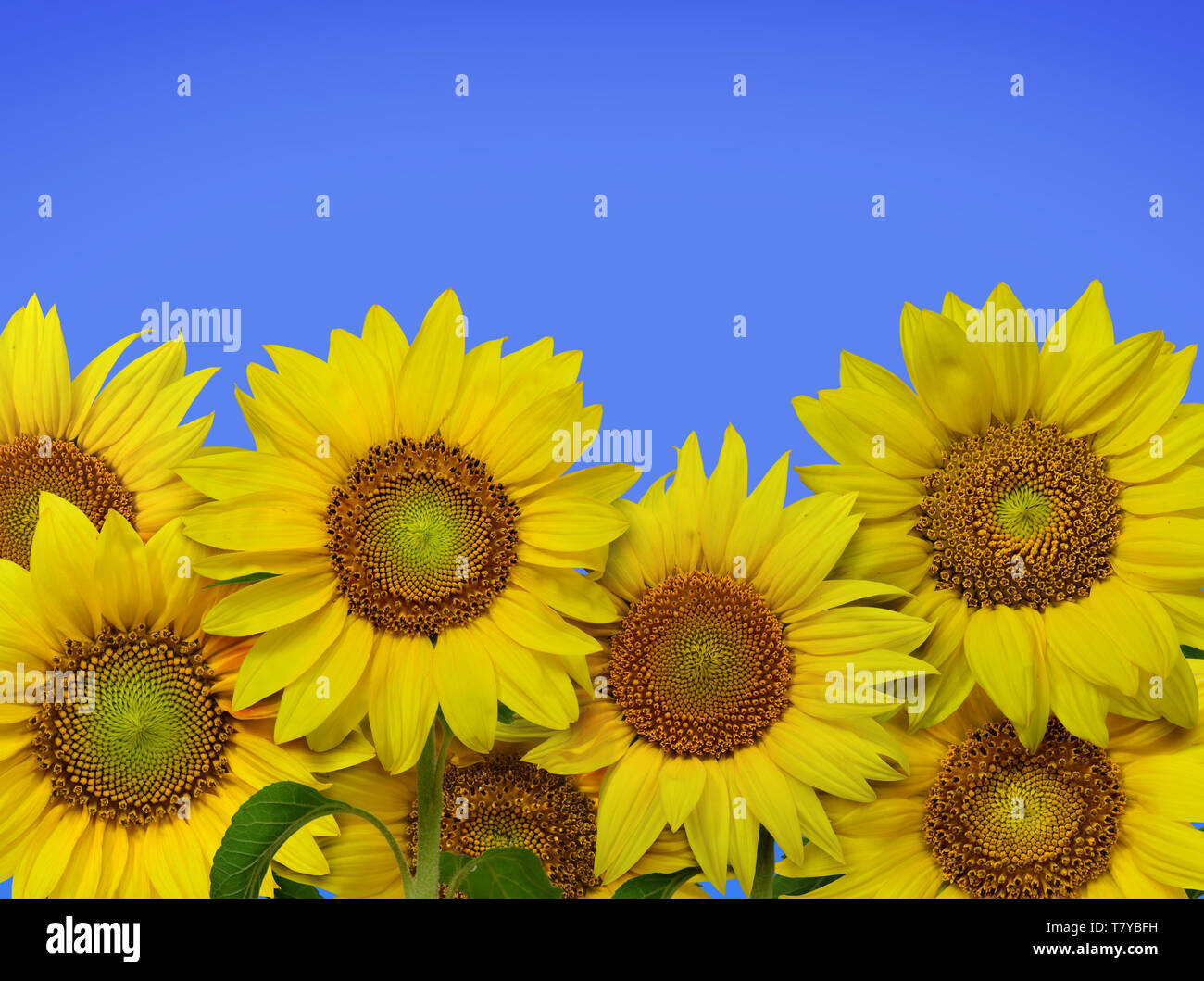 High Resolution Flowers High Resolution Stock Photography and Images ...