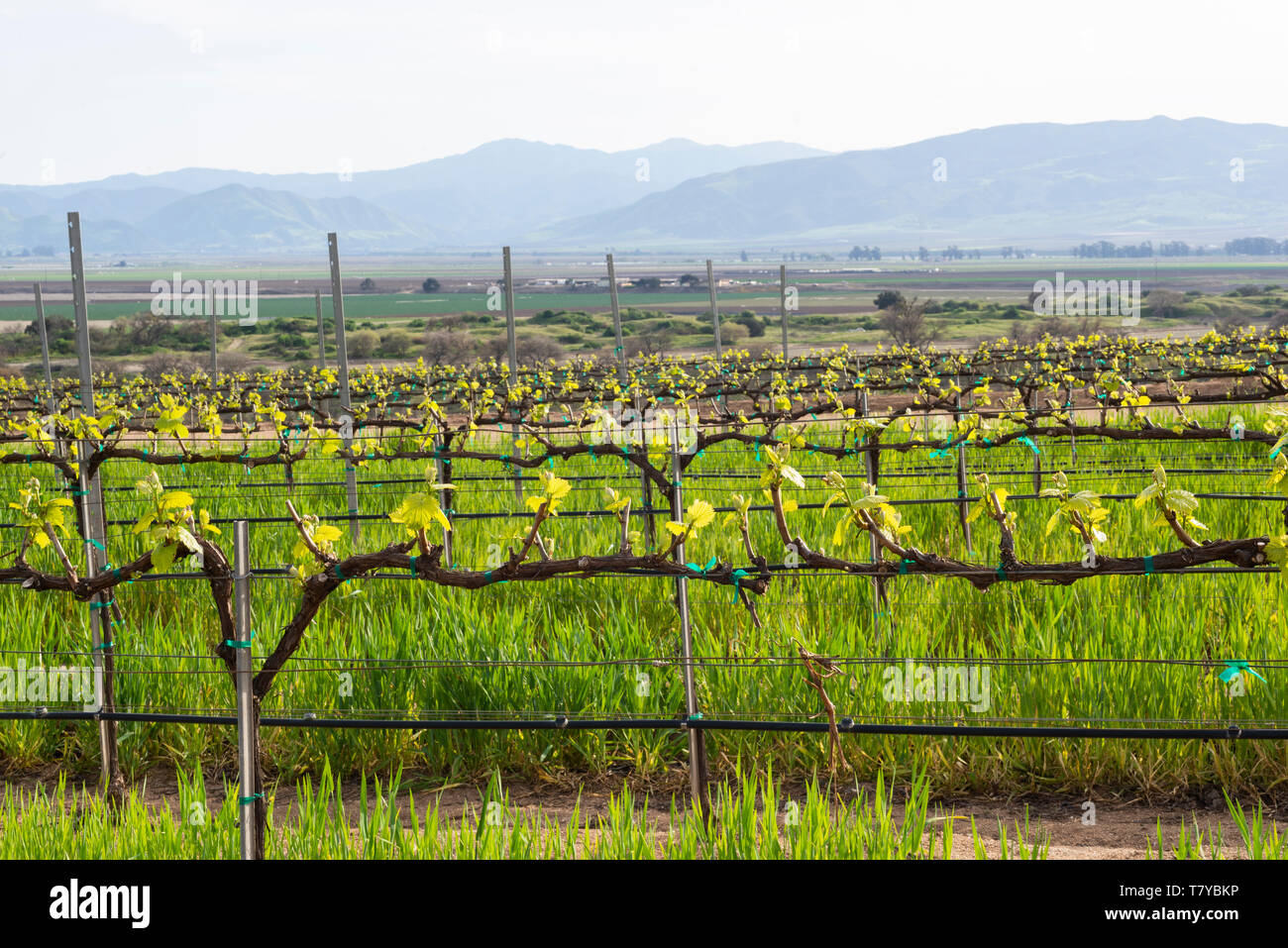 Salinas valley california hi-res stock photography and images - Alamy