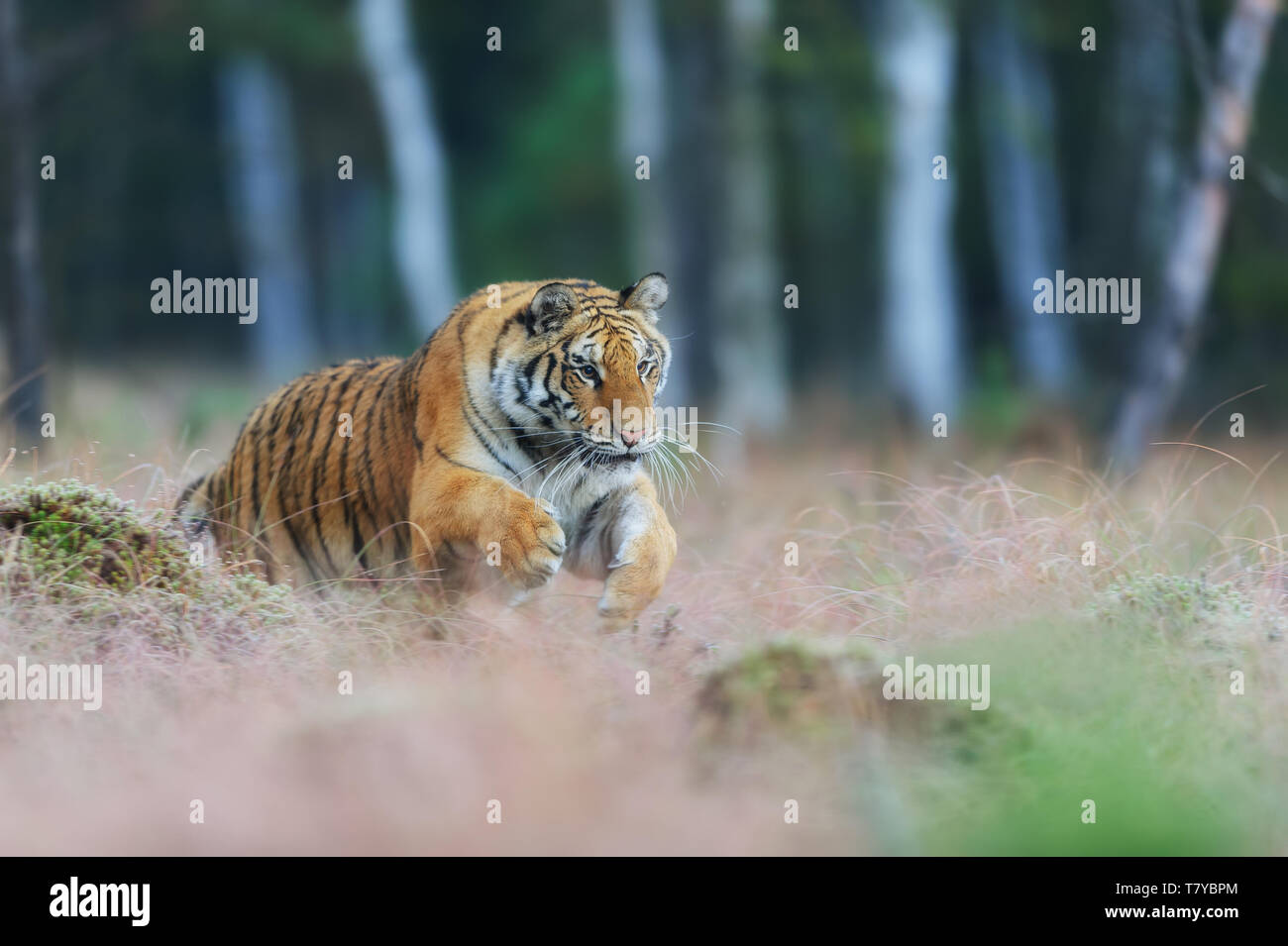 Siberian tiger jumping in wild taiga. Siberian tiger, Panthera tigris ...
