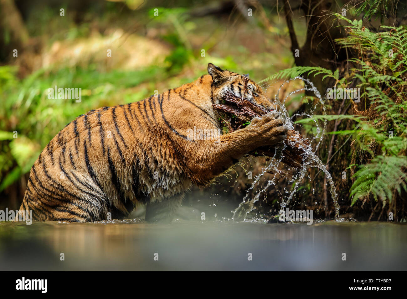 Siberian tiger with chunk of tree in the river. Dangerous animal plays ...