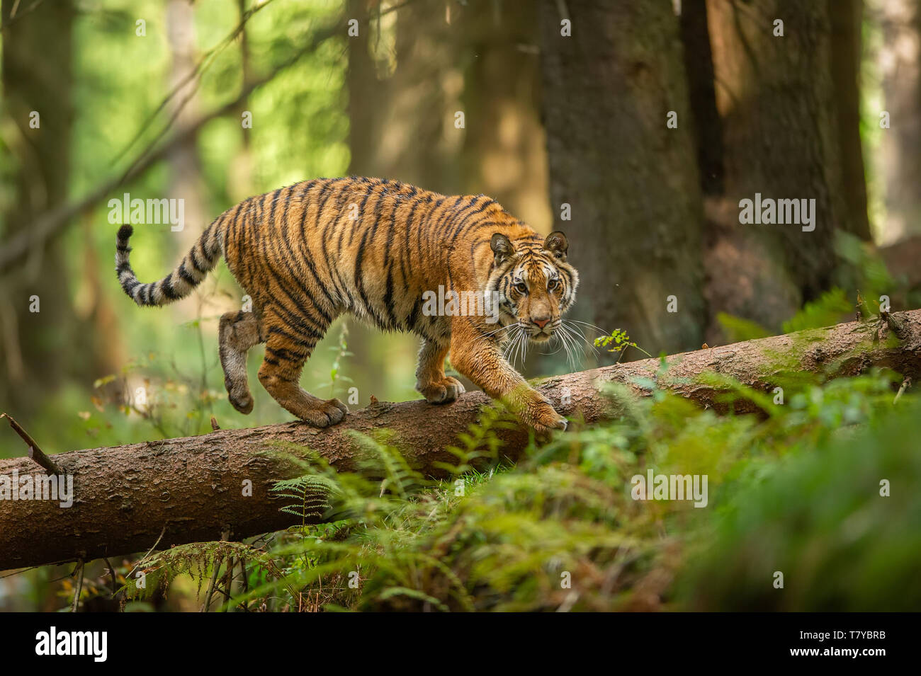 Siberian tiger walking on a fallen tree in taiga. Jungle forest with ...