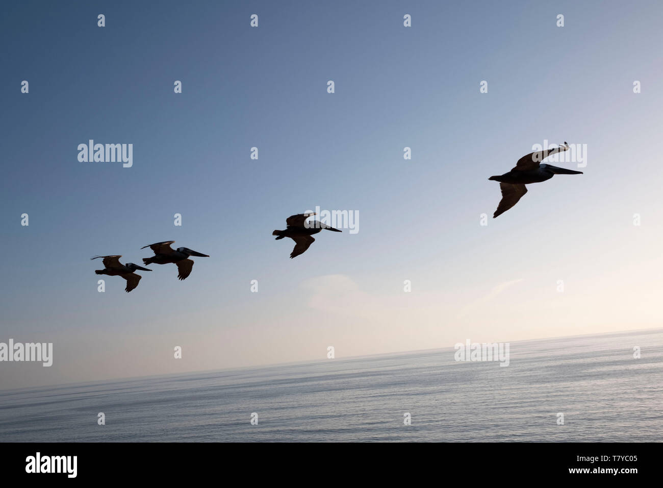 Sea Birds flying over the ocean at sunset Stock Photo - Alamy