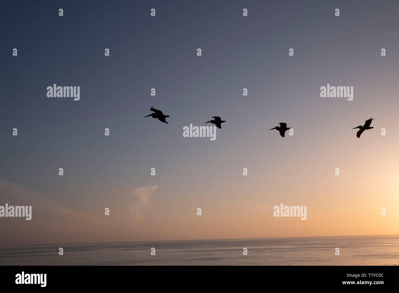 Sea Birds flying over the ocean at sunset Stock Photo - Alamy
