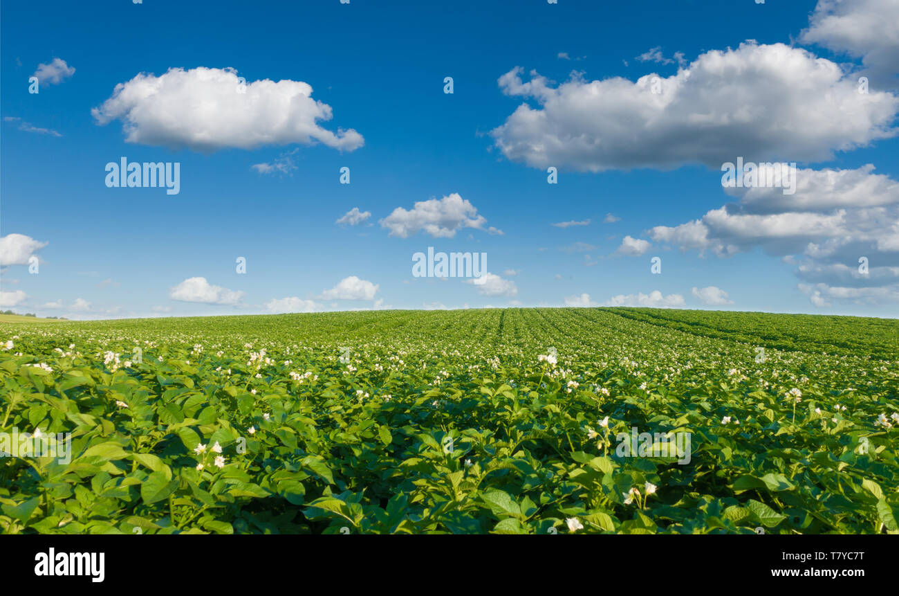 Green cultivated potato field hi-res stock photography and images - Alamy