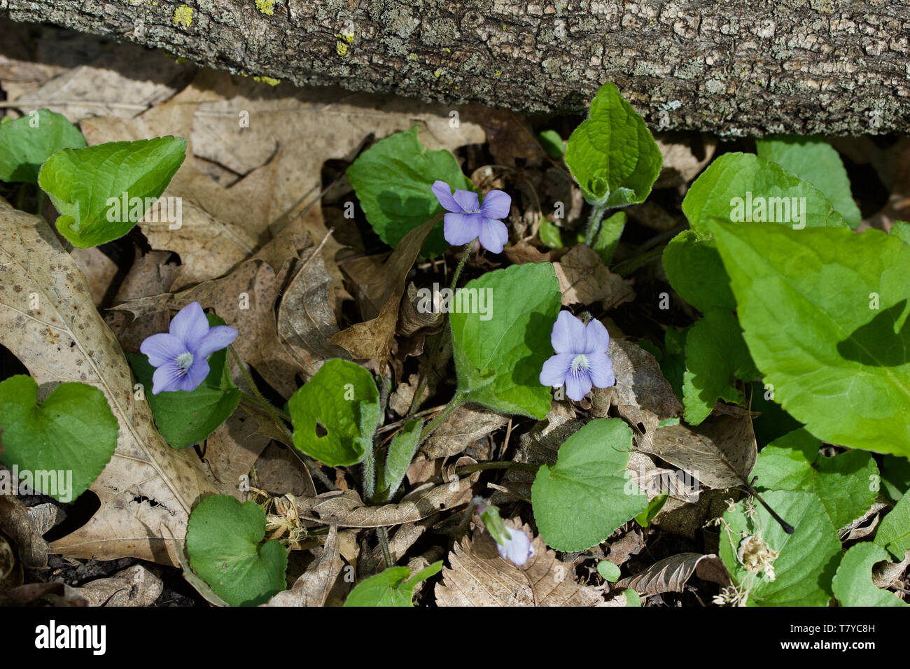Wild blue violets growing naturally in their woodland prairie setting ...