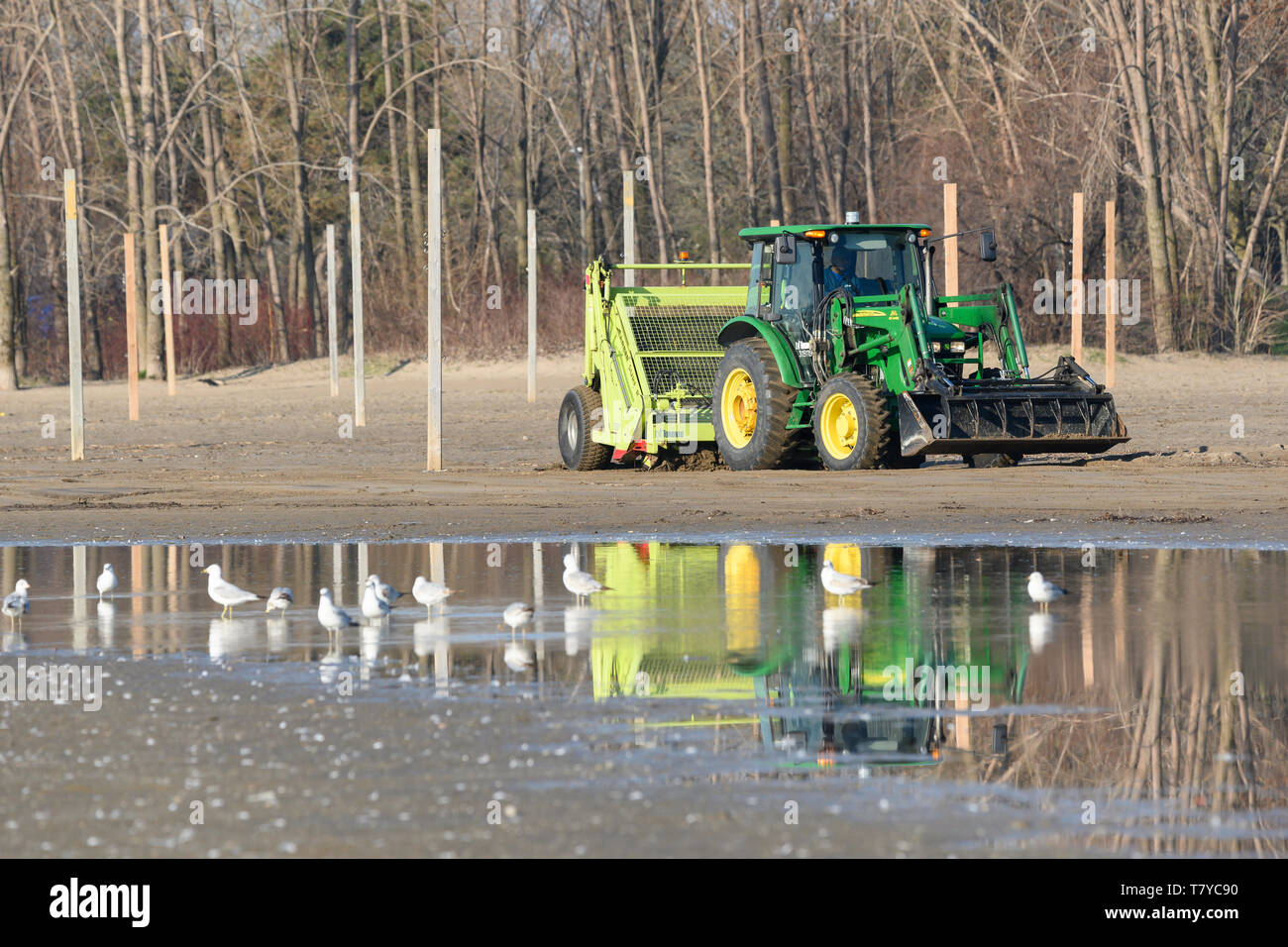 The City of Toronto rakes the beach at Ashbridges Bay Park at the edge ...