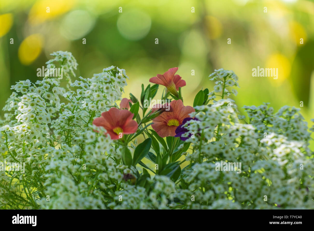 Sunny garden. Springtime Stock Photo - Alamy