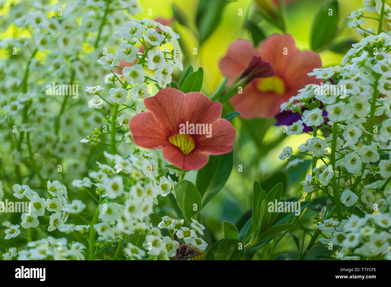 Sunny garden. Springtime Stock Photo - Alamy