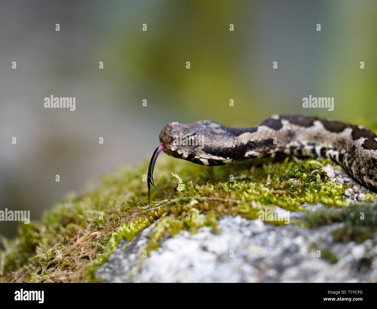 Nose horned viper vipera ammodytes hi-res stock photography and images ...