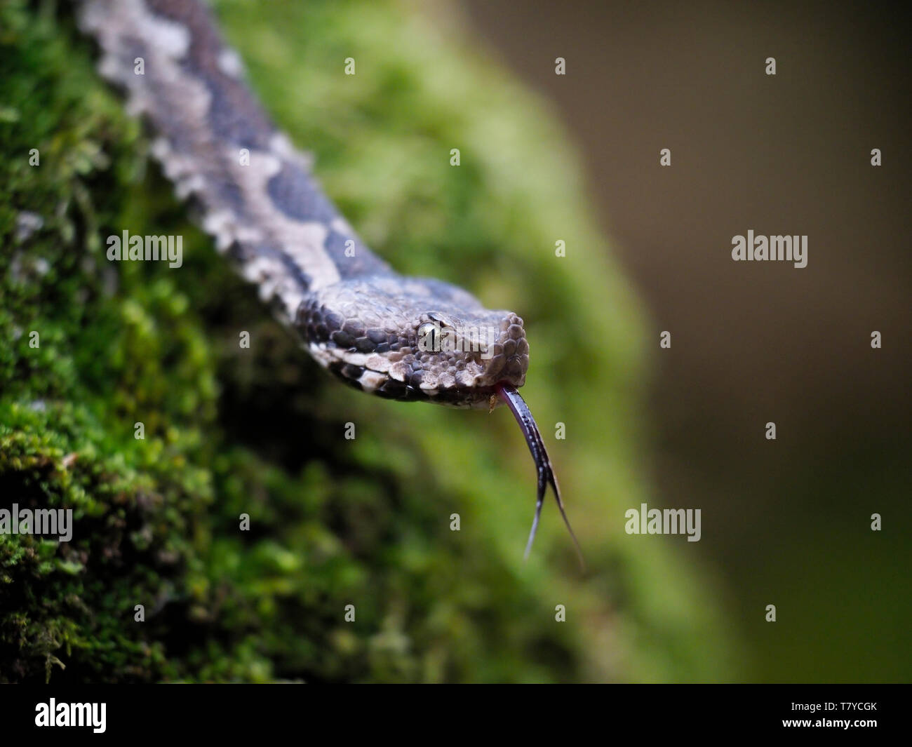 Nose-horned viper, Vipera ammodytes, Bulgaria, April 2019 Stock Photo ...
