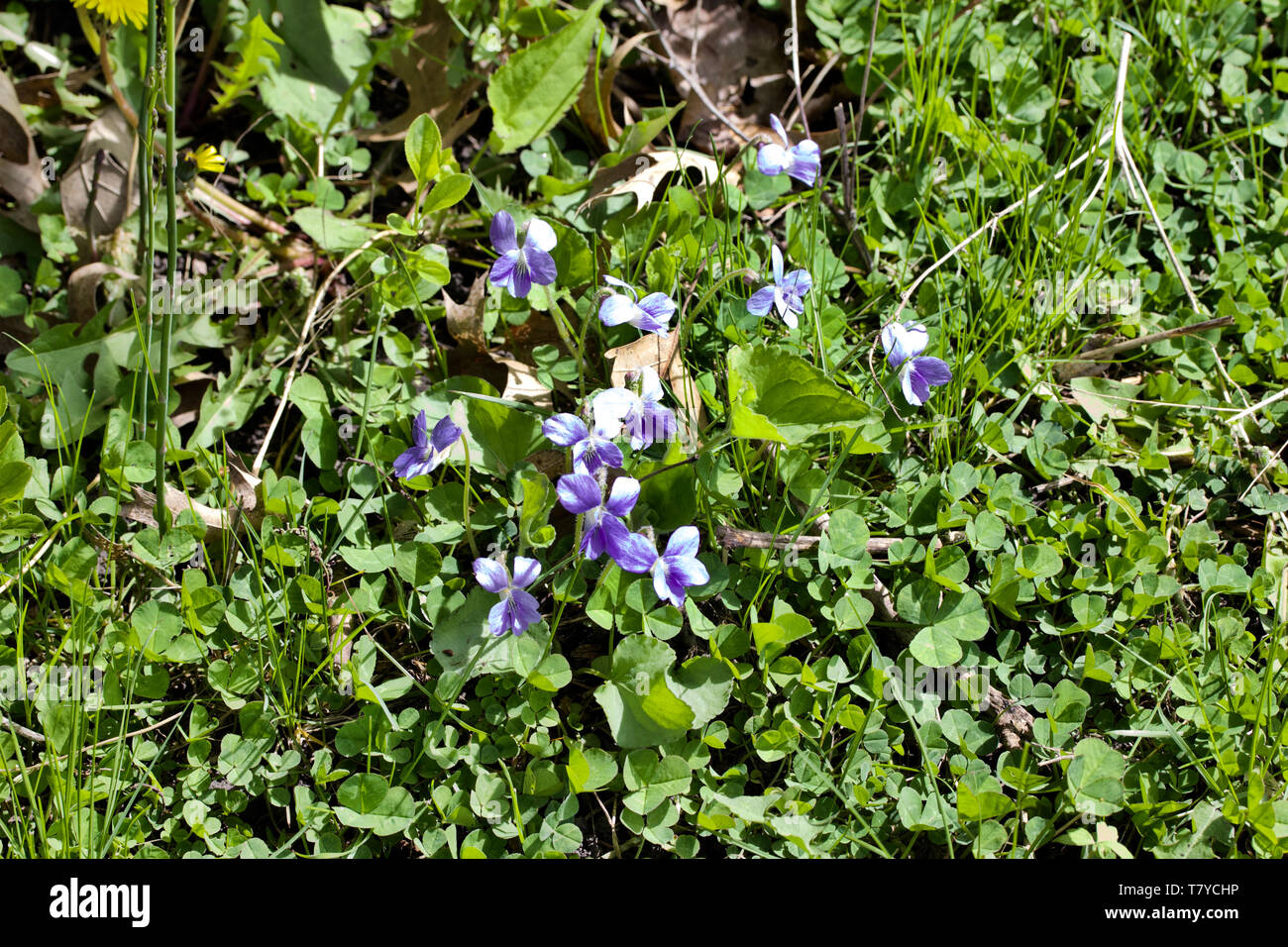 Wild blue violets growing naturally in their woodland prairie setting ...
