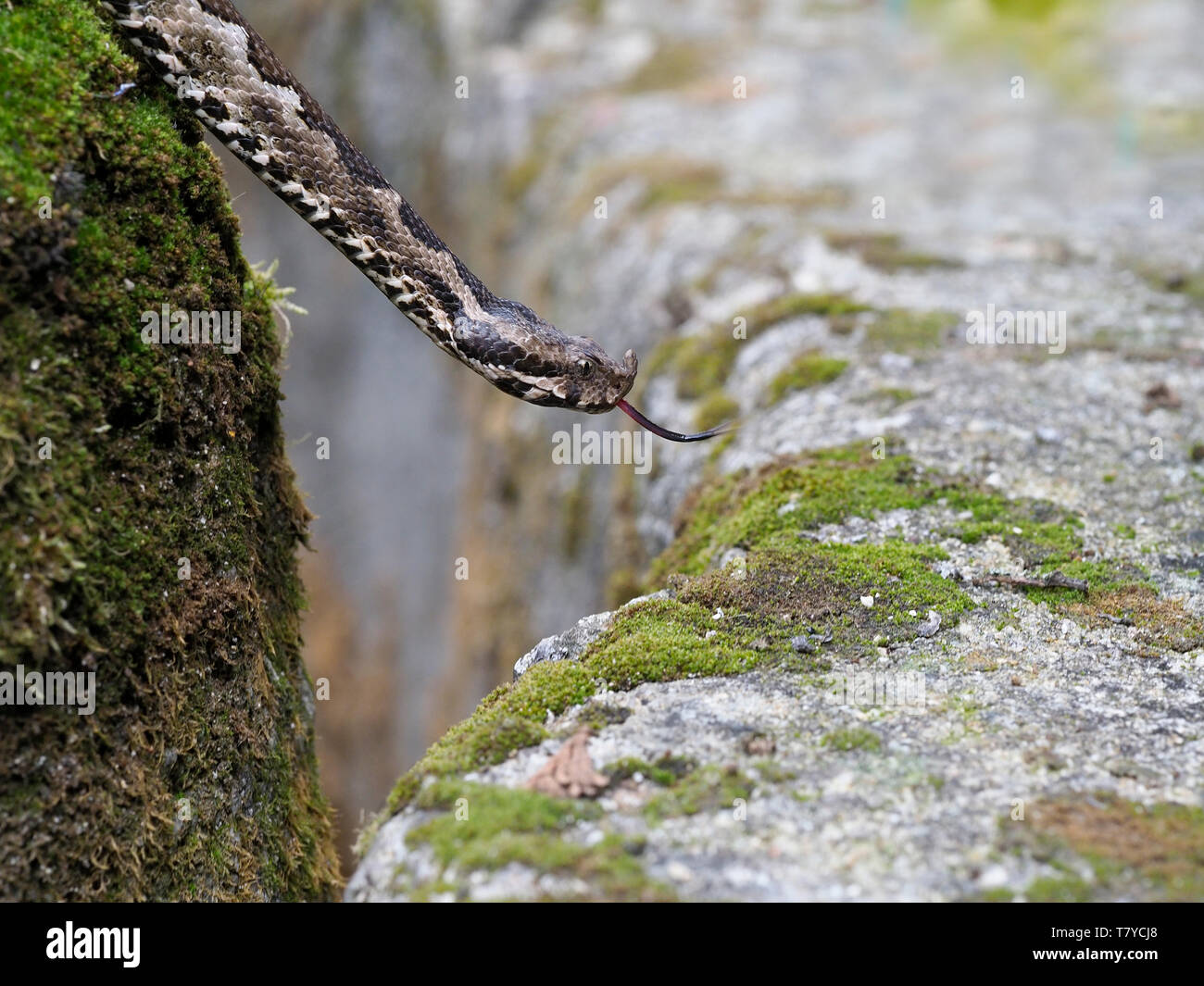 Nose-horned viper, Vipera ammodytes, Bulgaria, April 2019 Stock Photo ...