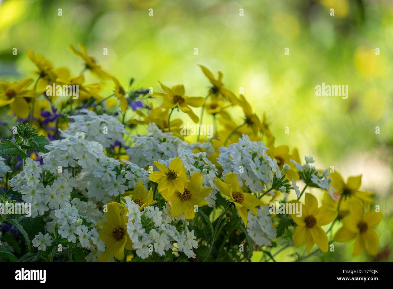 Sunny garden. Springtime Stock Photo - Alamy