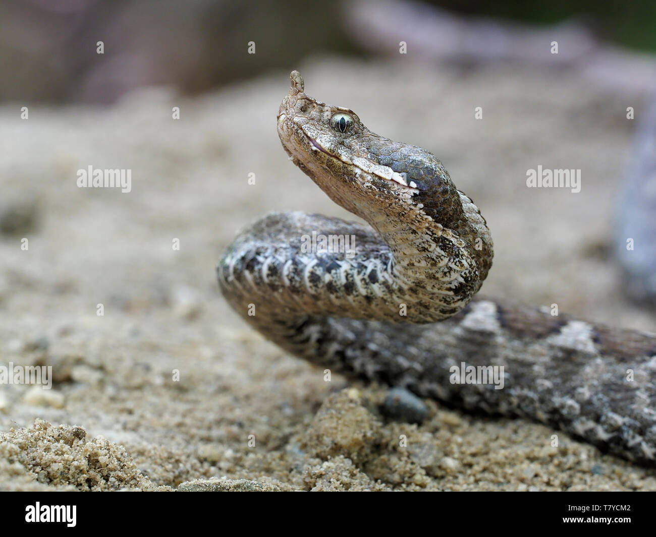Nose-horned viper, Vipera ammodytes, Bulgaria, April 2019 Stock Photo ...
