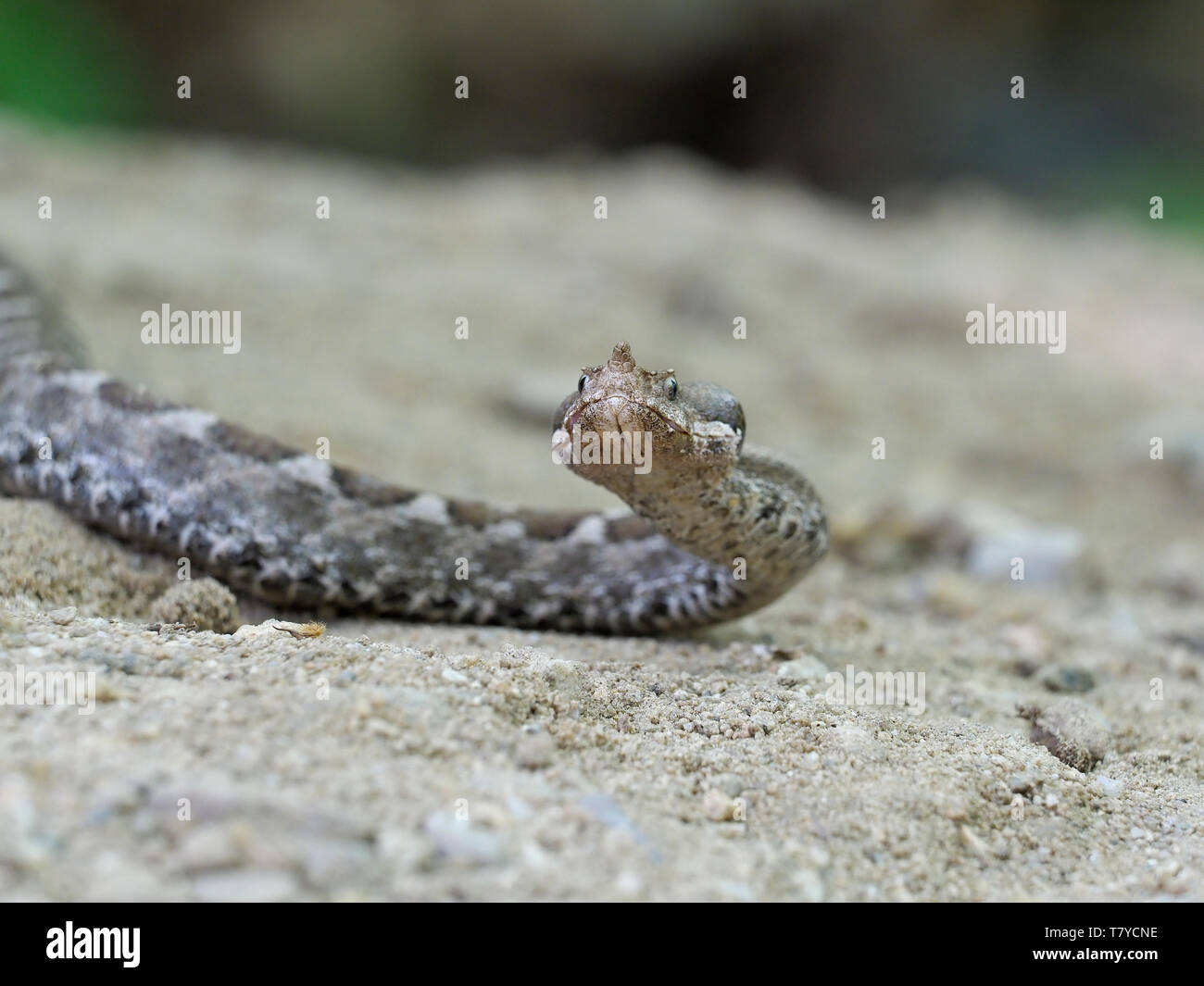 Nose horned viper vipera ammodytes hi-res stock photography and images ...