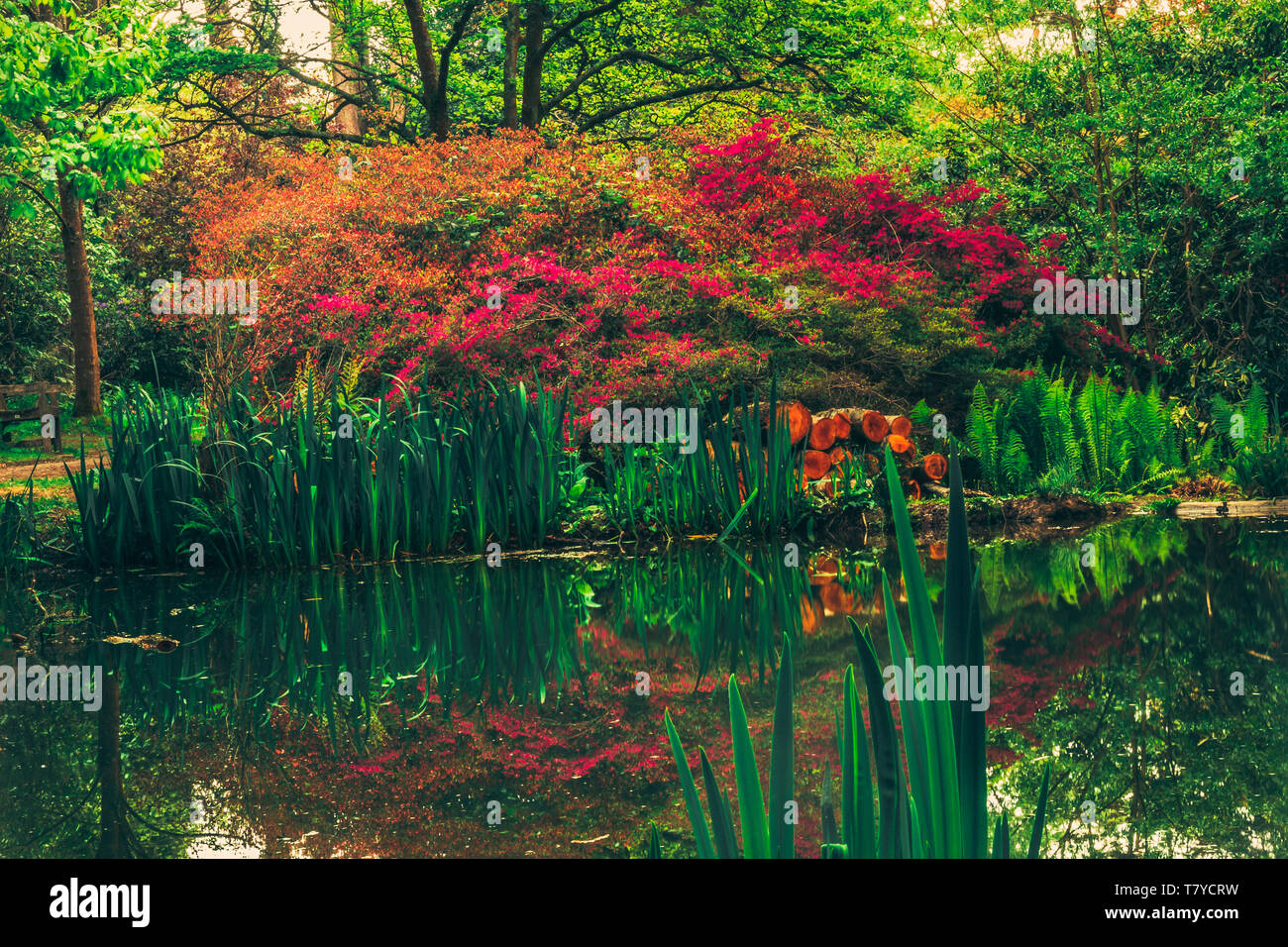 Small pond with abstract background Stock Photo - Alamy