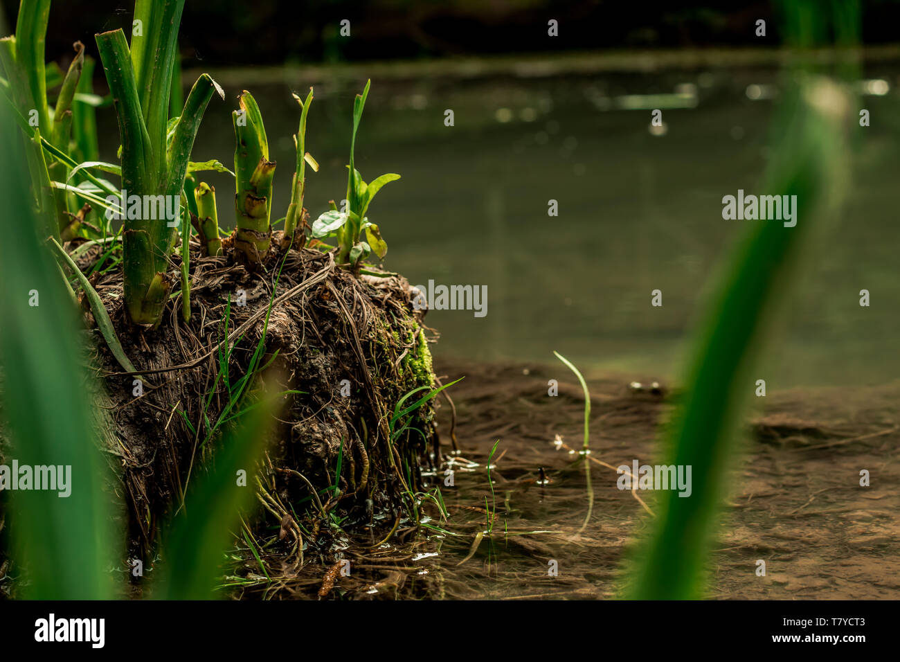 Pond side plant hi-res stock photography and images - Alamy