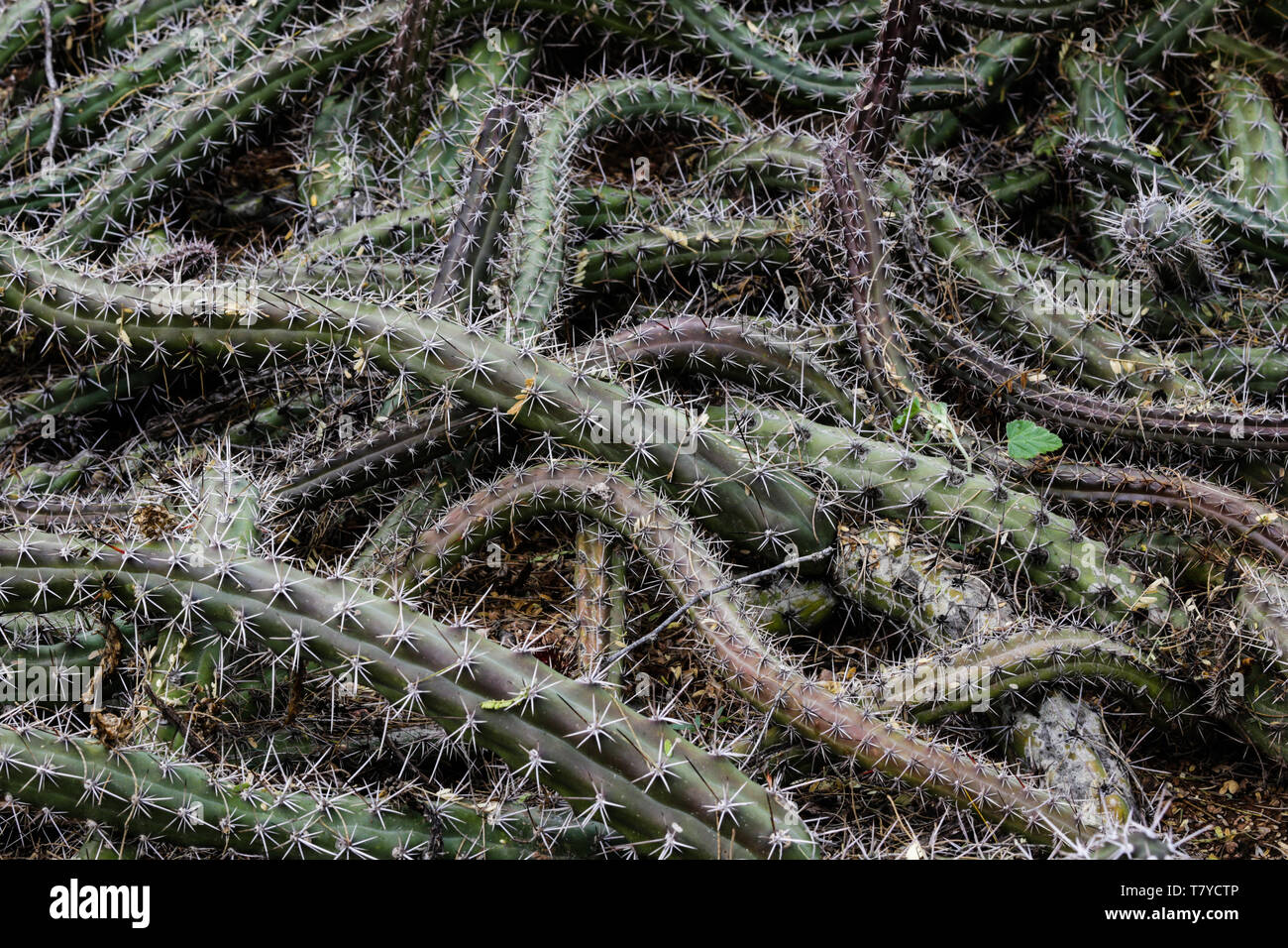 Scary cactus hi-res stock photography and images - Alamy