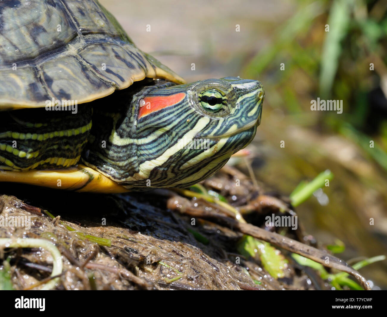 Red-eared slider, Trachemys scripta elegans, Bulgaria, April 2019 Stock ...