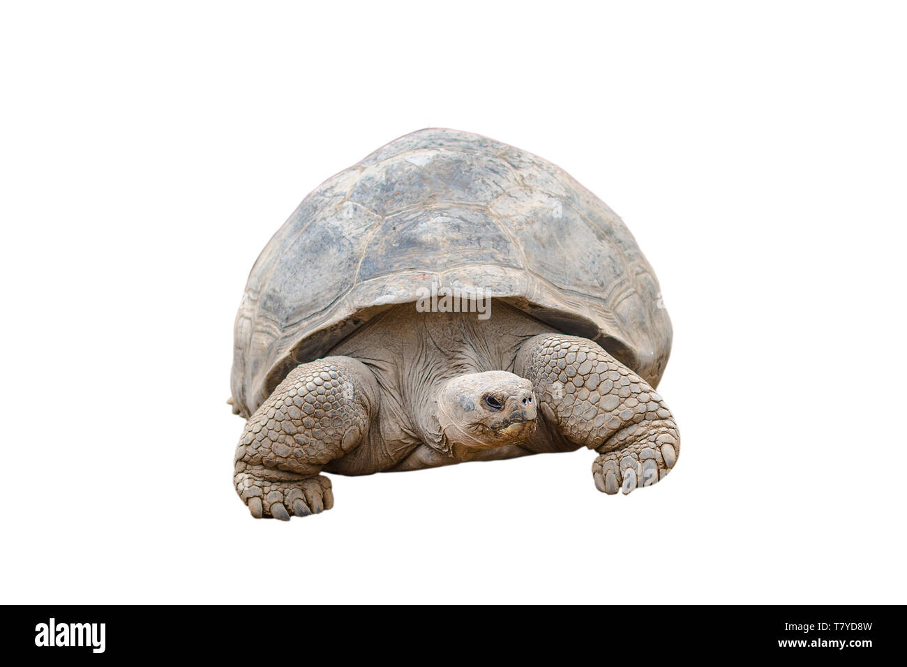 a frontal view of a giant tortoise on white background, isolated Stock ...