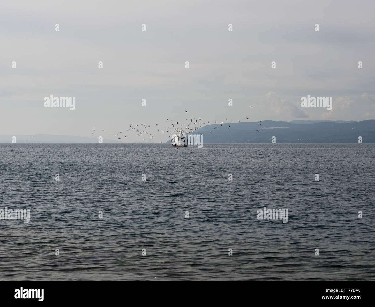 Traditional wooden fishing boat on sea with many seagulls flying above ...