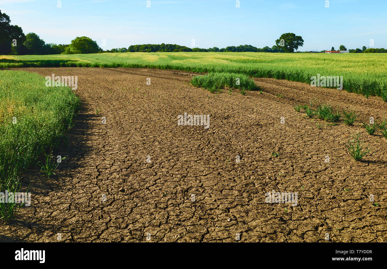 Field of oats with dry patches of soil during severe dry spell in ...