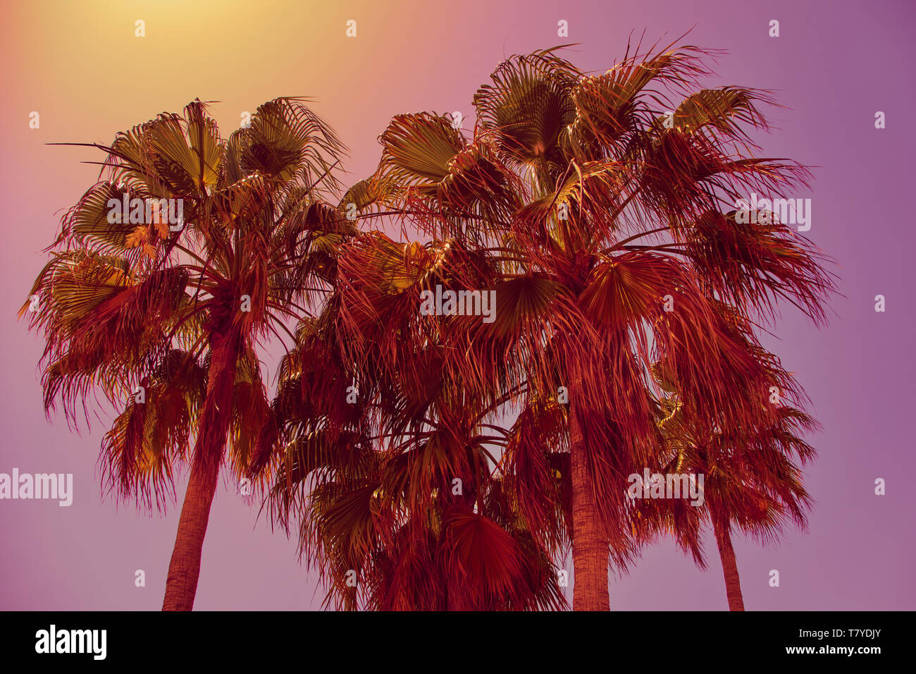 Vintage palm trees art hi-res stock photography and images - Alamy