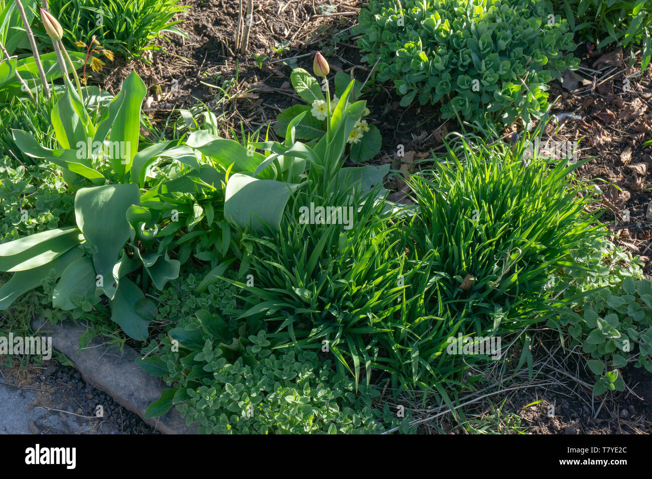 Downtown toronto gardens hi-res stock photography and images - Alamy