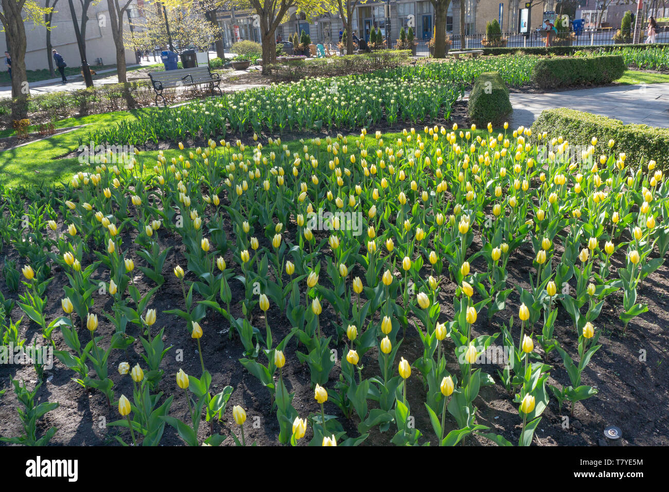 Toronto downtown king west hi-res stock photography and images - Alamy