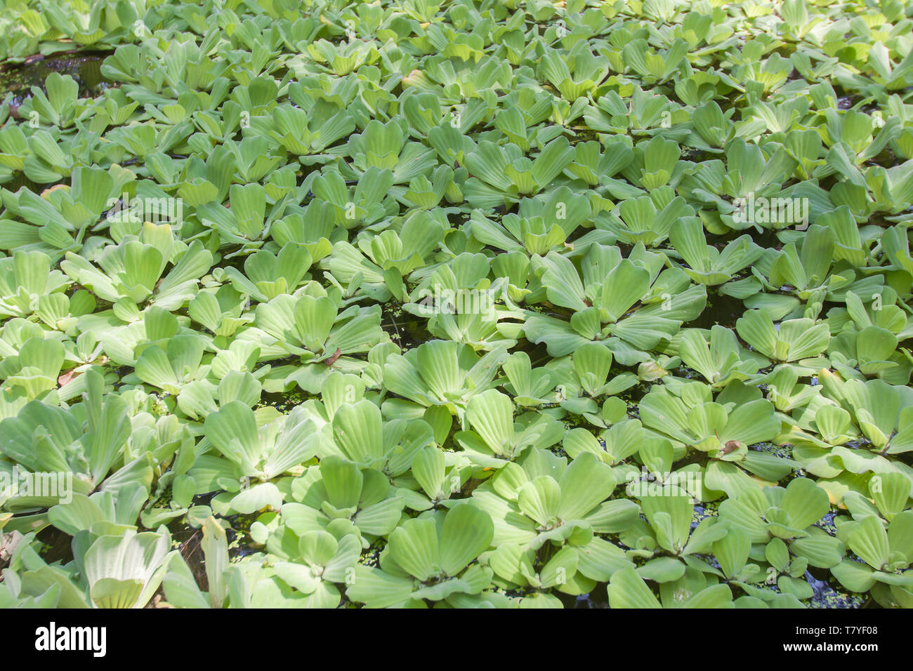 Water fern hi-res stock photography and images - Alamy