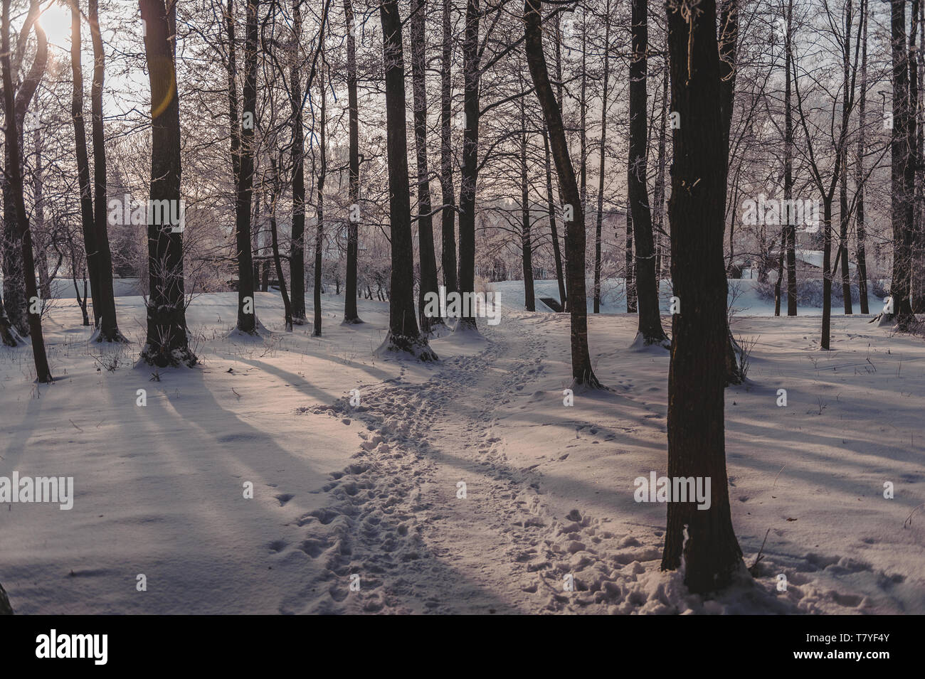 Snow covered path through trees with winter sun hi-res stock ...