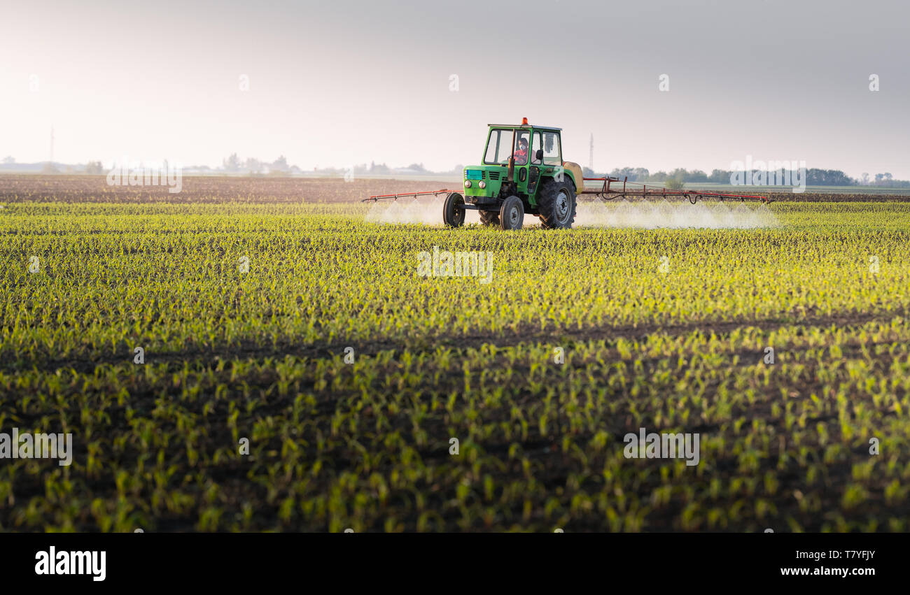 Tractor spraying pesticides at corn fields Stock Photo - Alamy